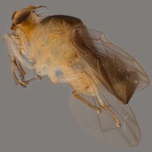 The Biodiversity of Singapore- Celyphidae sp. ZRC_BDP0296769