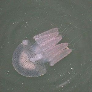 The Biodiversity of Singapore- Acromitus sp.