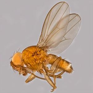 The Biodiversity of Singapore- Canacidae sp. ZRC_BDP0293009