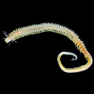 The Biodiversity of Singapore- Phyllodoce sp. SS-0986