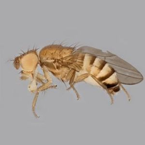 The Biodiversity of Singapore- Scaptomyza sp. ZRC_BDP0137599