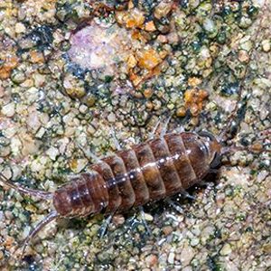 The Biodiversity of Singapore- Ligia sp.