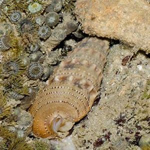 The Biodiversity of Singapore- Gastropoda sp.