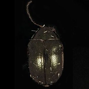 The Biodiversity of Singapore- Colaspoides simillima