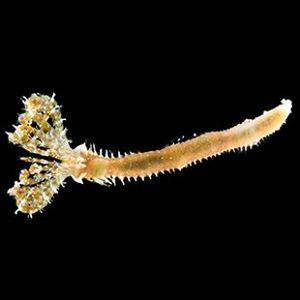 The Biodiversity of Singapore- Branchiomma sp. SUB-1392