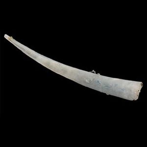 The Biodiversity of Singapore- Scaphopod sp. 4
