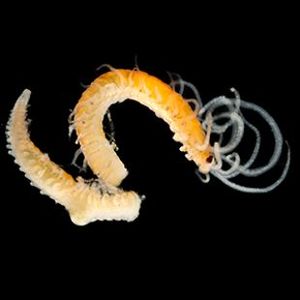 The Biodiversity of Singapore- Syllidae sp. SEA-2972