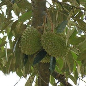 The Biodiversity of Singapore- Durio zibethinus