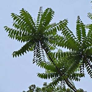 The Biodiversity of Singapore- Chukrasia tabularis