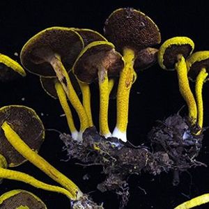 The Biodiversity of Singapore- Pulveroboletus icterinus