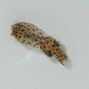 The Biodiversity of Singapore- Idiosepius sp.