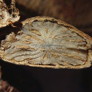 The Biodiversity of Singapore- Monocarpia marginalis