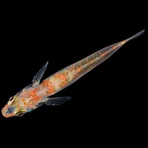 The Biodiversity of Singapore- Bryaninops amplus