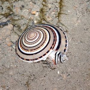 The Biodiversity of Singapore- Architectonica perspectiva