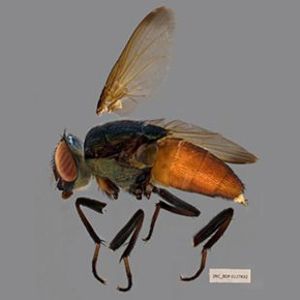 The Biodiversity of Singapore- Rhinia apicalis