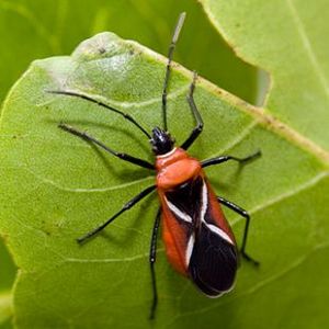 The Biodiversity of Singapore- Dysdercus simon