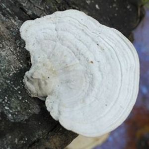 The Biodiversity of Singapore- Daedalea elegans