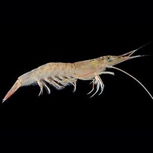 The Biodiversity of Singapore- Metapenaeus cf. sp.SS-0324