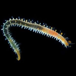 The Biodiversity of Singapore- Syllidae sp. INT-0455