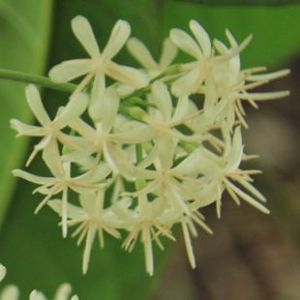 The Biodiversity of Singapore- Tarenna odorata