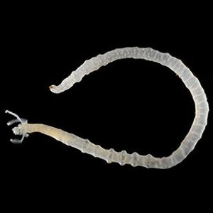 The Biodiversity of Singapore- Synaptidae sp. SS-0903