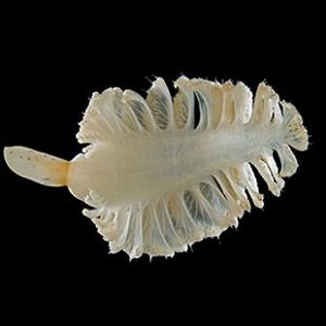 The Biodiversity of Singapore- Sea pen sp. SEA-5064