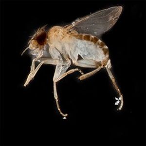 The Biodiversity of Singapore- Phoridae sp. ZRC_BDP0033110