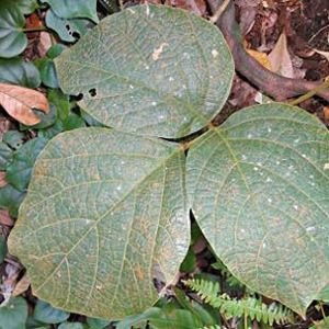 The Biodiversity of Singapore- Spatholobus ferrugineus