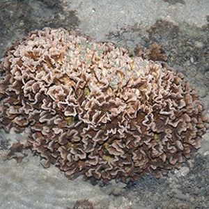 The Biodiversity of Singapore- Psammocora sp.