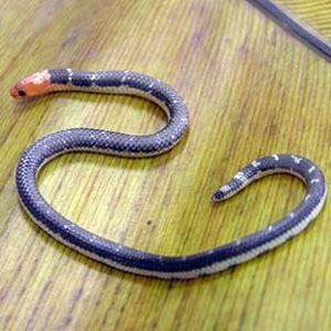 The Biodiversity of Singapore- Calamaria lumbricoidea