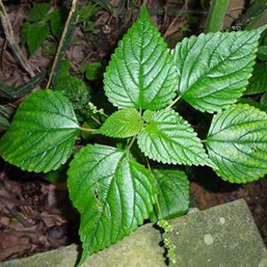 The Biodiversity of Singapore- Laportea interrupta