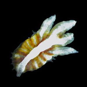The Biodiversity of Singapore- Myzostomida sp. 4913DR1-013-014B