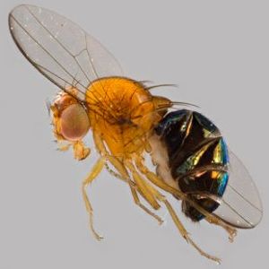 The Biodiversity of Singapore- Drosophilidae sp. ZRC_BDP0272679