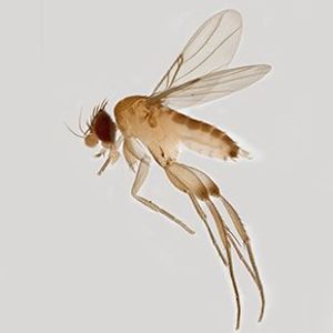 The Biodiversity of Singapore- Phoridae sp. ZRC_BDP0069689