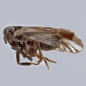 The Biodiversity of Singapore- Hemiptera sp. ZRC_BDP0172640