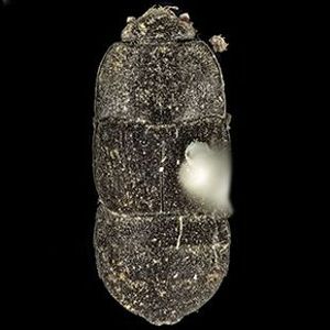 The Biodiversity of Singapore- Brachypeplus (Brachypeplus) latus