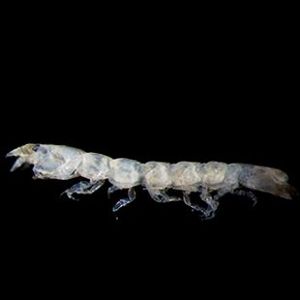 The Biodiversity of Singapore- Anthuridae sp. 1