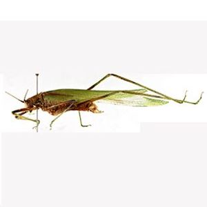 The Biodiversity of Singapore- Elimaea cf. chloris