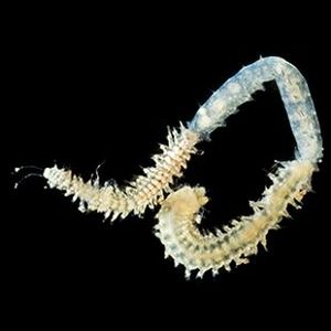 The Biodiversity of Singapore- Nereididae sp. SUB-1346