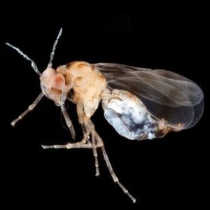 The Biodiversity of Singapore- Hemiptera sp. ZRC_BDP0142578