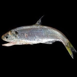 The Biodiversity of Singapore- Thryssa dussumieri