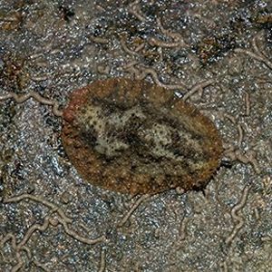 The Biodiversity of Singapore- Onchidiidae sp.