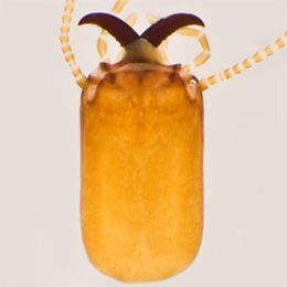 The Biodiversity of Singapore- Microcerotermes crassus