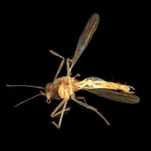 The Biodiversity of Singapore- Chironomidae sp. CL058