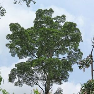 The Biodiversity of Singapore- Alstonia pneumatophora