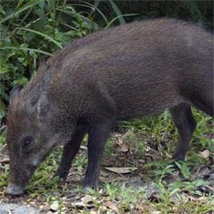 The Biodiversity of Singapore- Sus scrofa