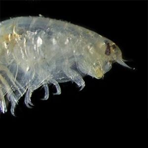 The Biodiversity of Singapore- Amphipoda sp. 6