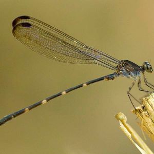 The Biodiversity of Singapore- Devadatta argyoides