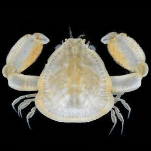 The Biodiversity of Singapore- Cryptocnemus/Onychomorpha sp.