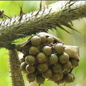 The Biodiversity of Singapore- Daemonorops kunstleri